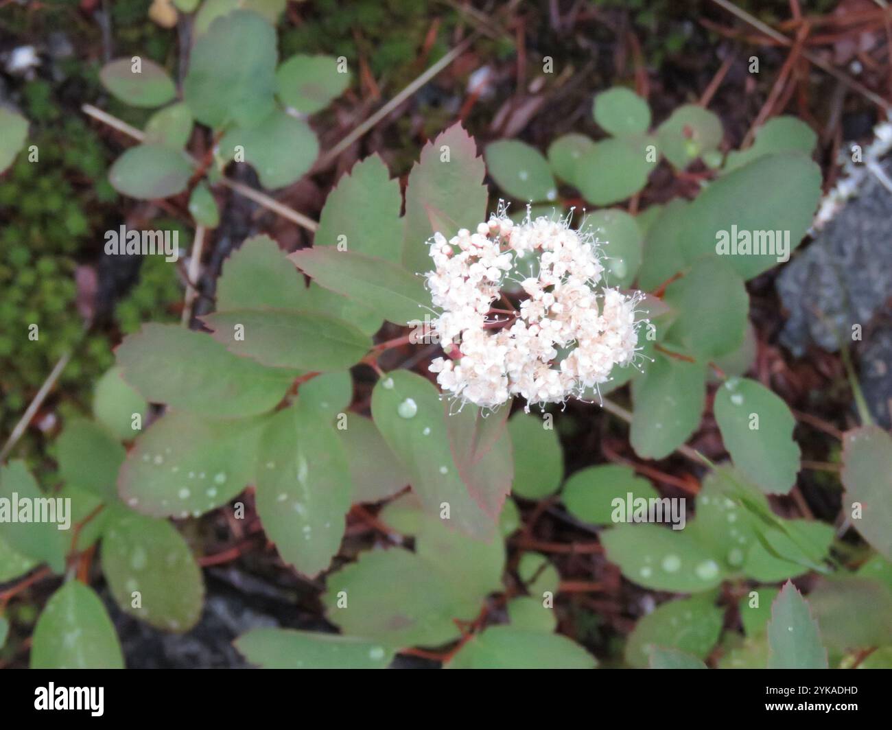 Shinyleaf Meadowsweet (Spiraea lucida Stock Photo - Alamy