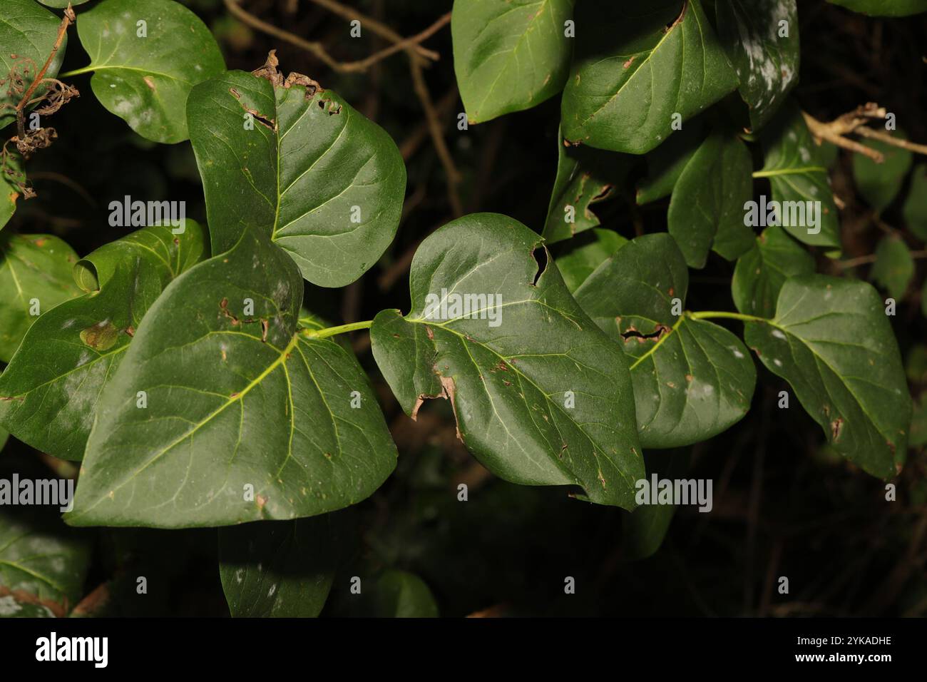 Italian alder (Alnus cordata Stock Photo - Alamy