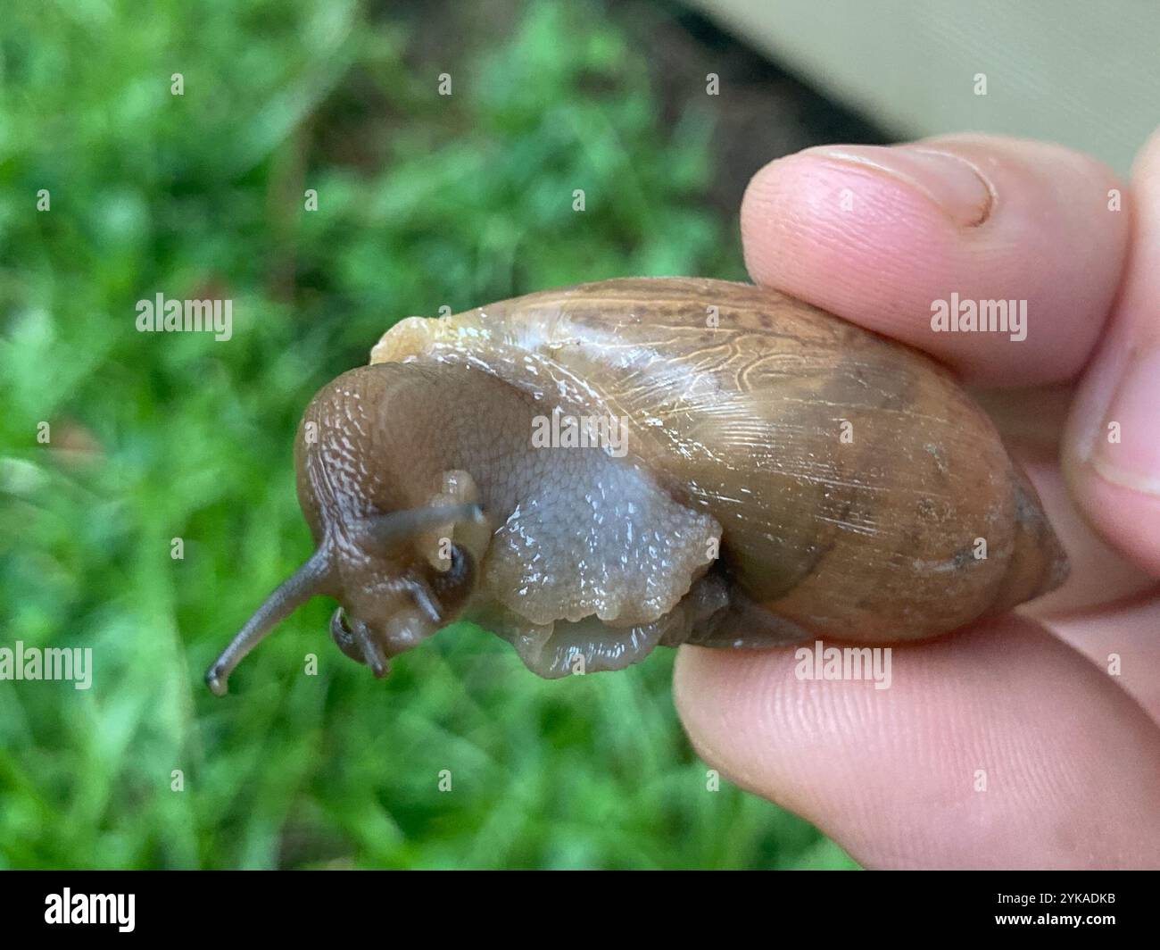 Rosy Wolfsnail (Euglandina rosea Stock Photo - Alamy