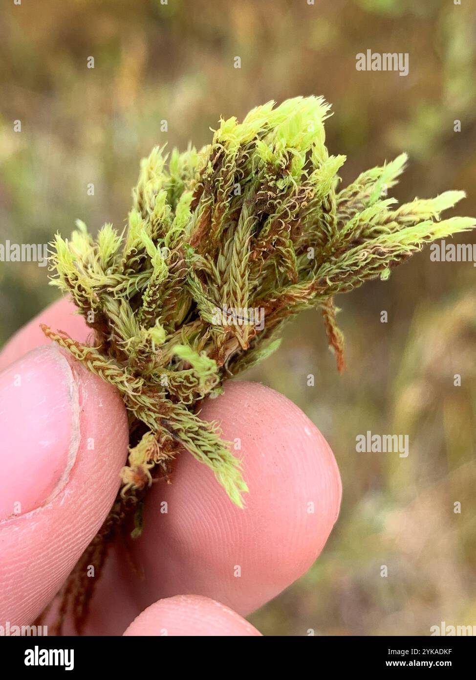 ribbed bog moss (Aulacomnium palustre Stock Photo - Alamy