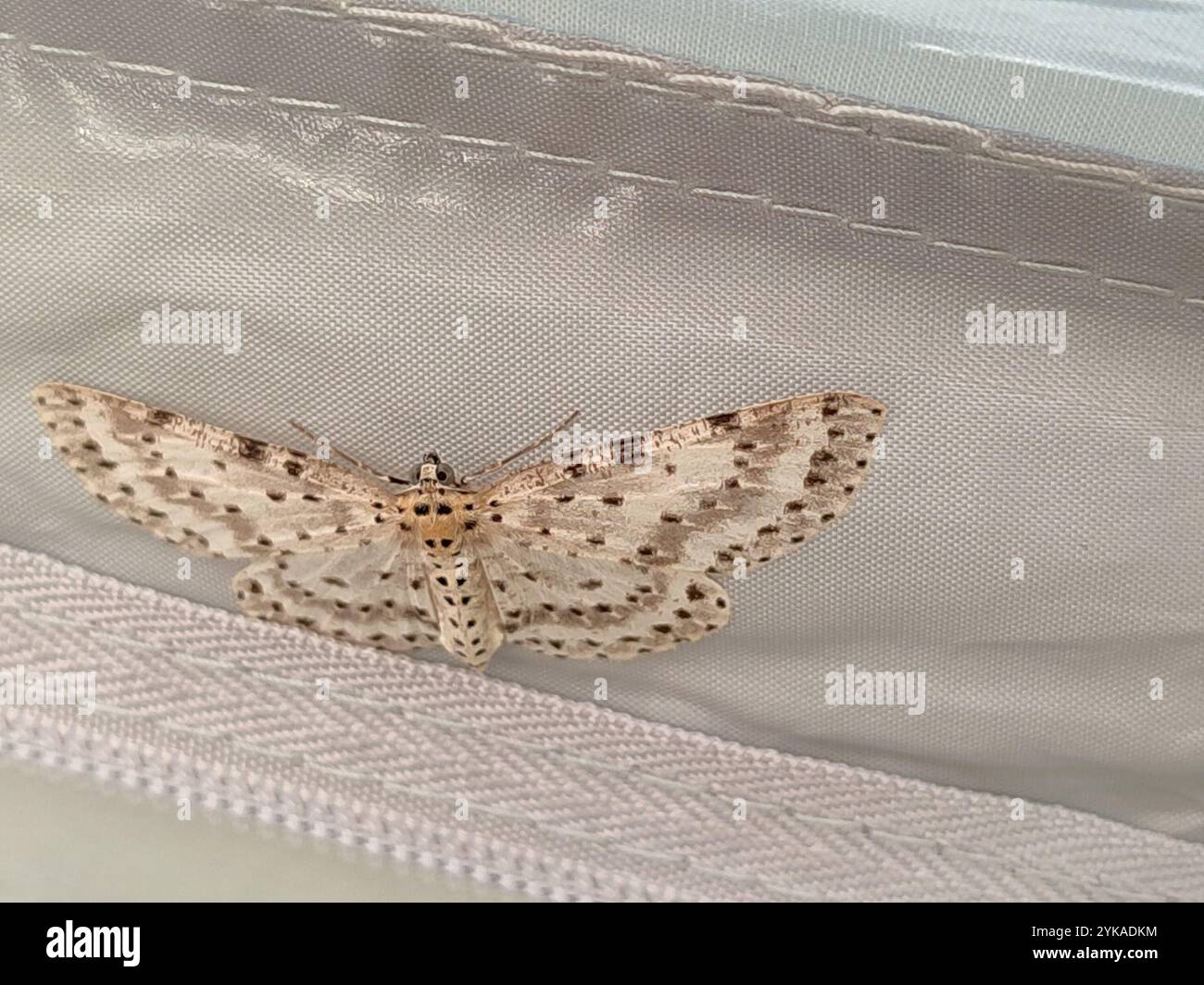 Suffusa hi-res stock photography and images - Alamy