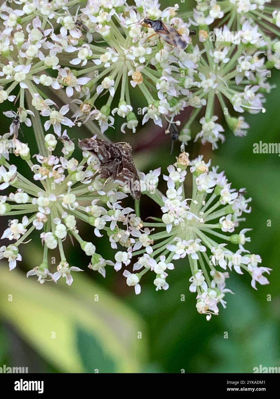 Common Nettle-tap (Anthophila fabriciana Stock Photo - Alamy