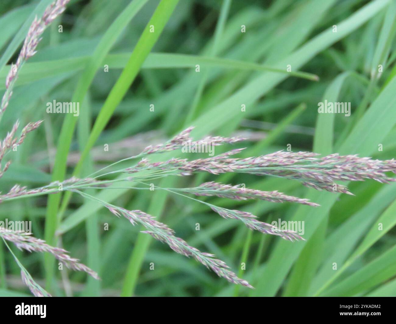 canadian bluejoint (Calamagrostis canadensis Stock Photo - Alamy