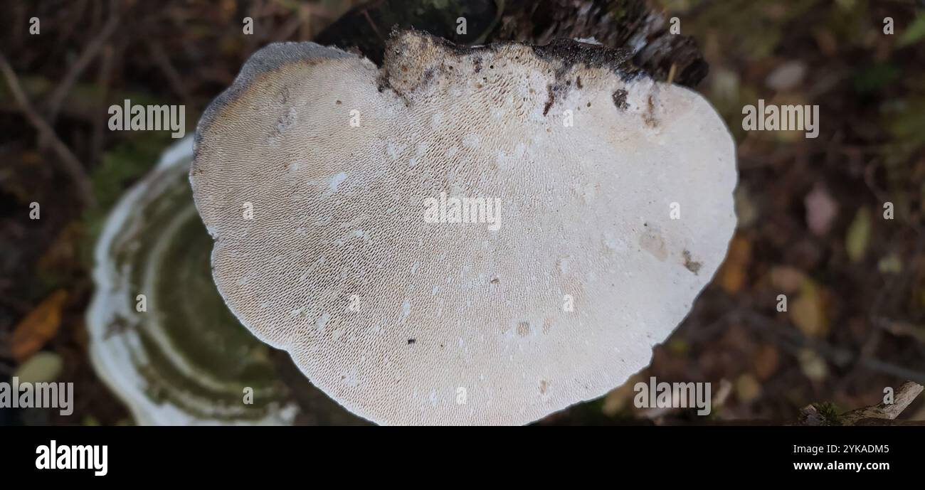 Lumpy Bracket (Trametes gibbosa Stock Photo - Alamy