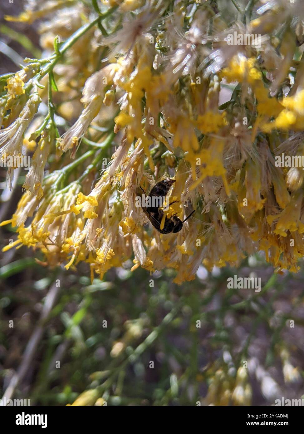 Tiphiid Flower Wasps (Tiphiidae Stock Photo - Alamy