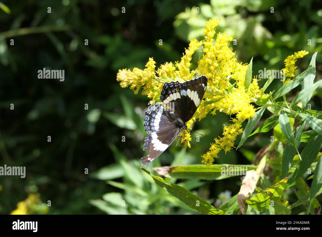 American White Admiral (Limenitis arthemis arthemis Stock Photo - Alamy