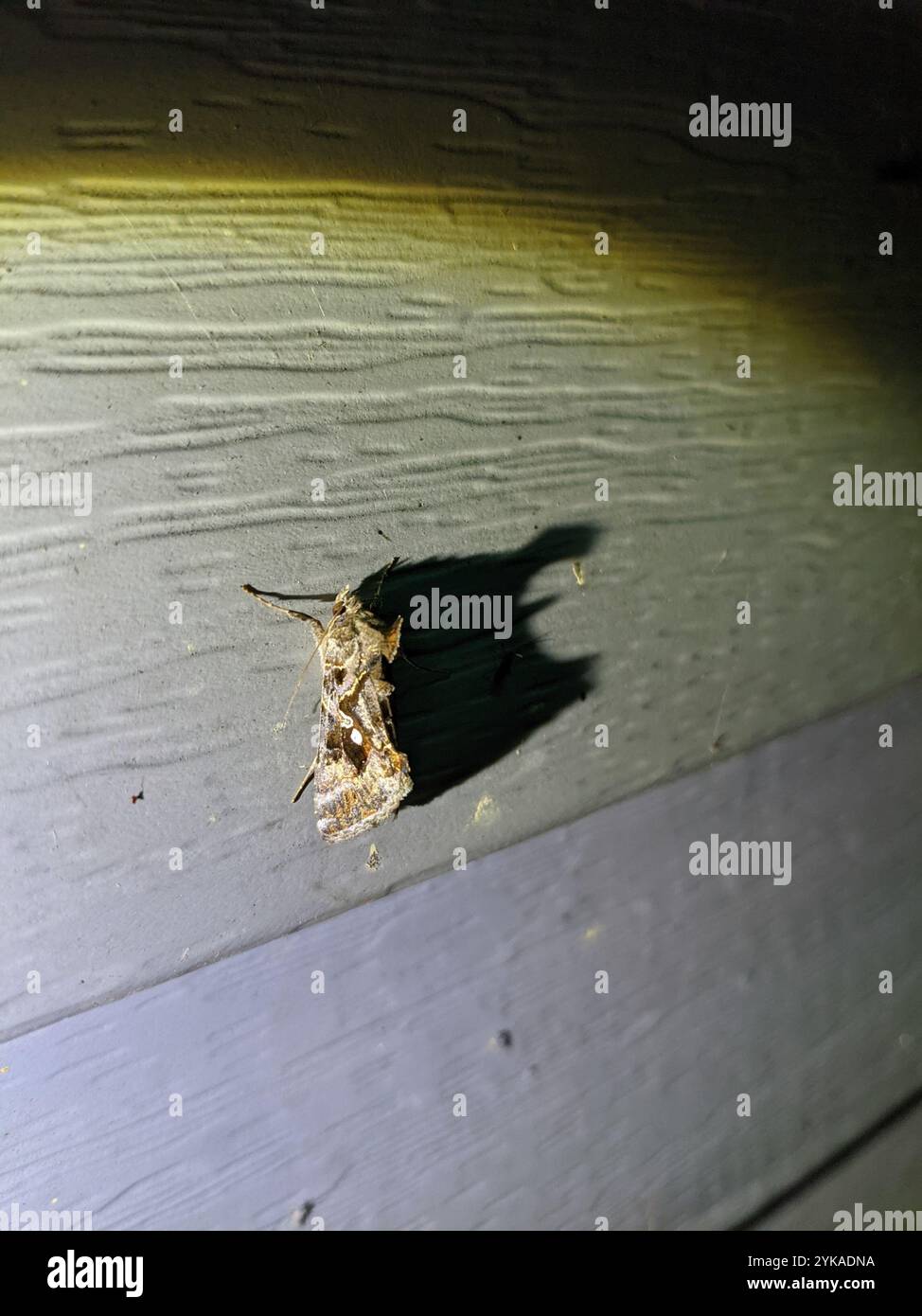 Soybean Looper Moth (Chrysodeixis includens Stock Photo - Alamy