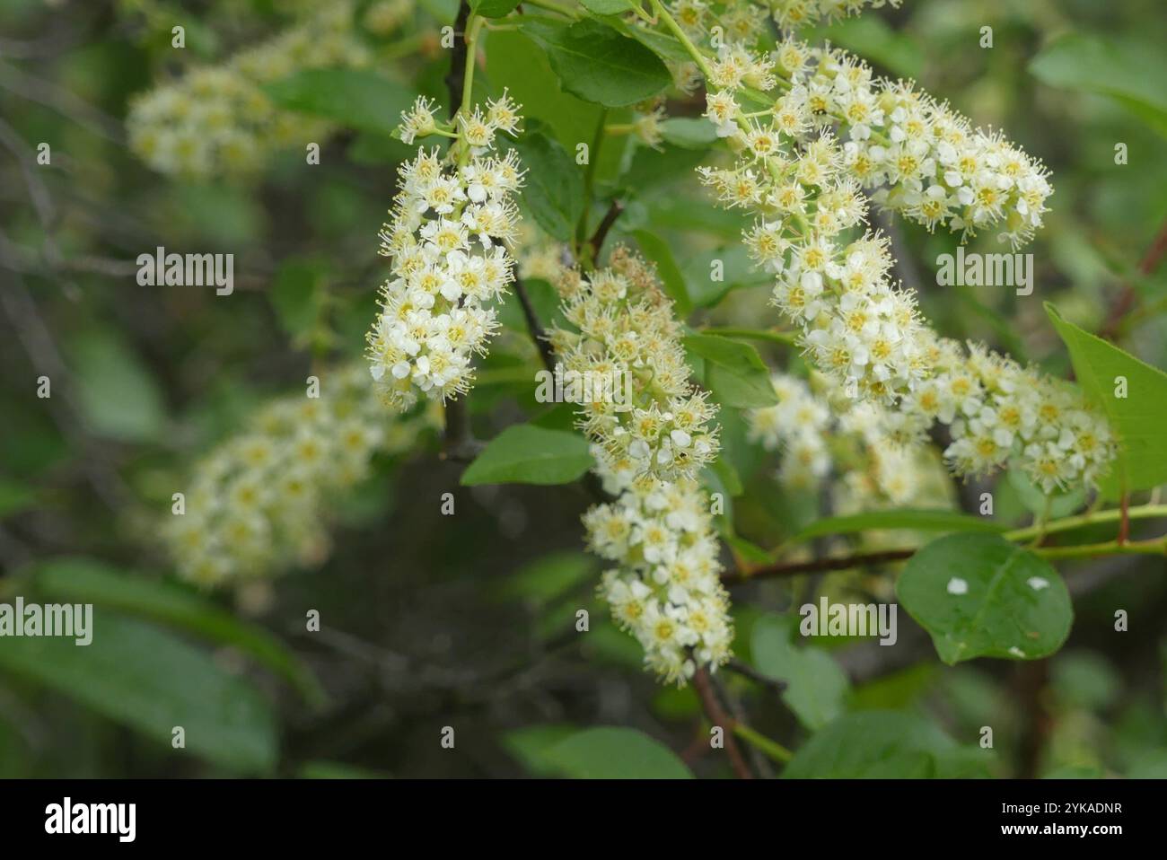 chokecherry (Prunus virginiana Stock Photo - Alamy