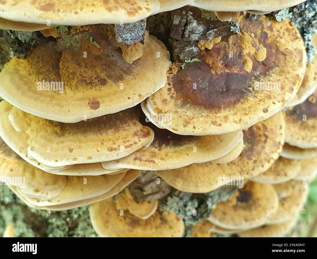 Alder Bracket (Mensularia radiata Stock Photo - Alamy