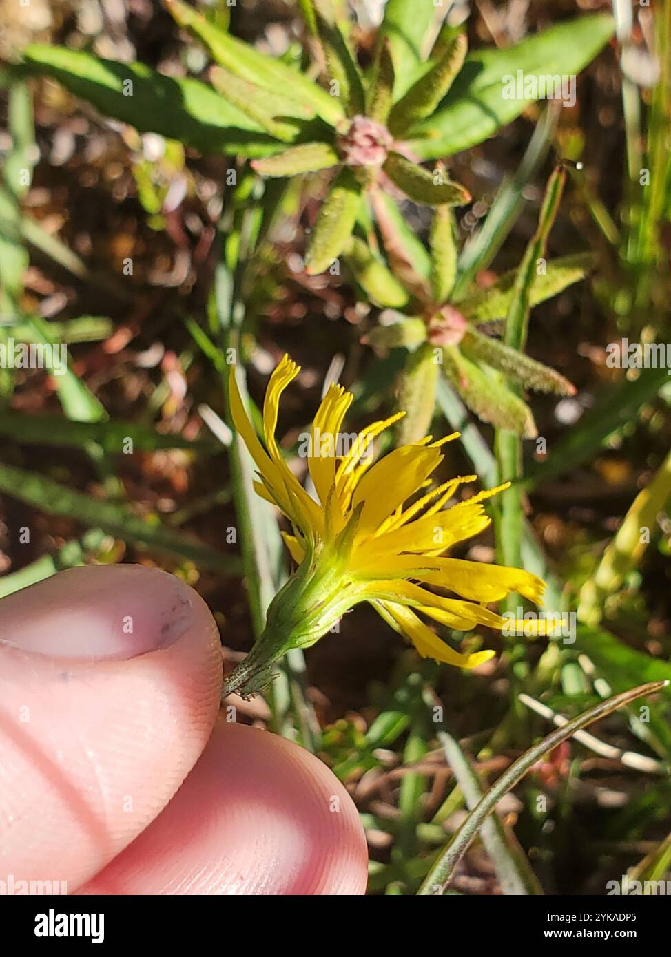 Microseris borealis hi-res stock photography and images - Alamy