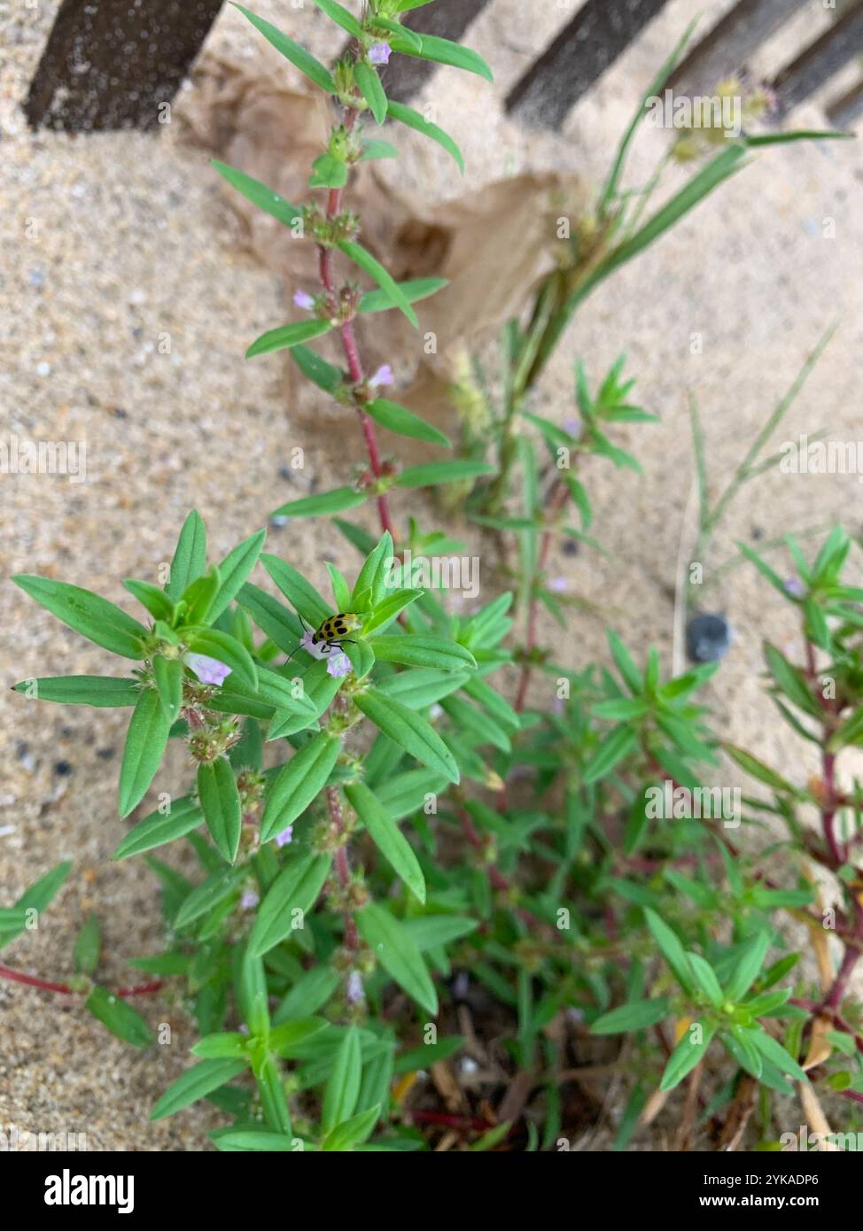 rough buttonweed (Hexasepalum teres Stock Photo - Alamy