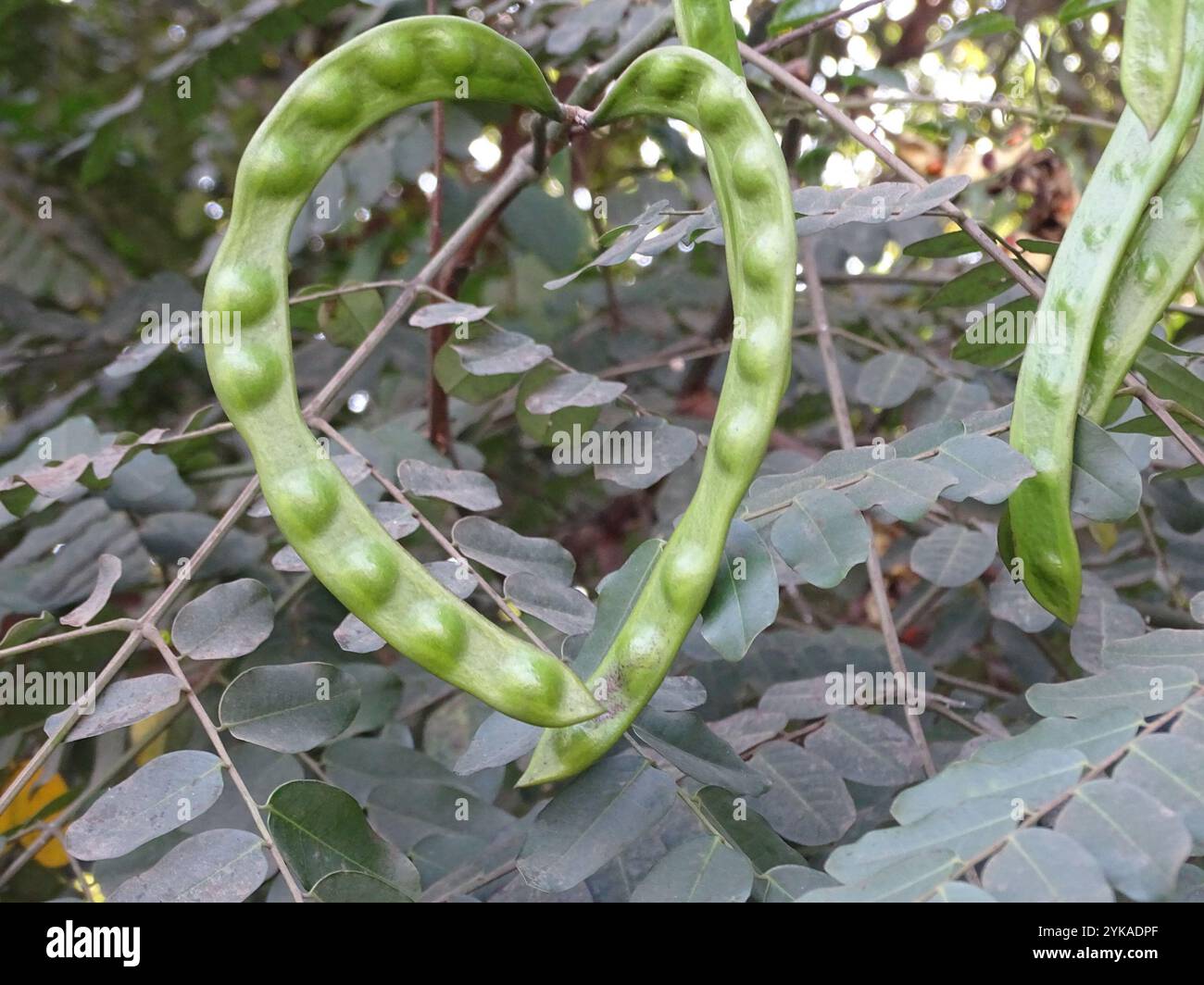 Saga Tree (Adenanthera pavonina Stock Photo - Alamy