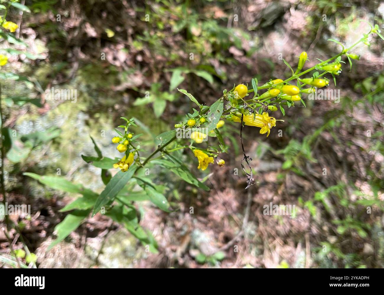 smooth yellow false foxglove (Aureolaria flava Stock Photo - Alamy