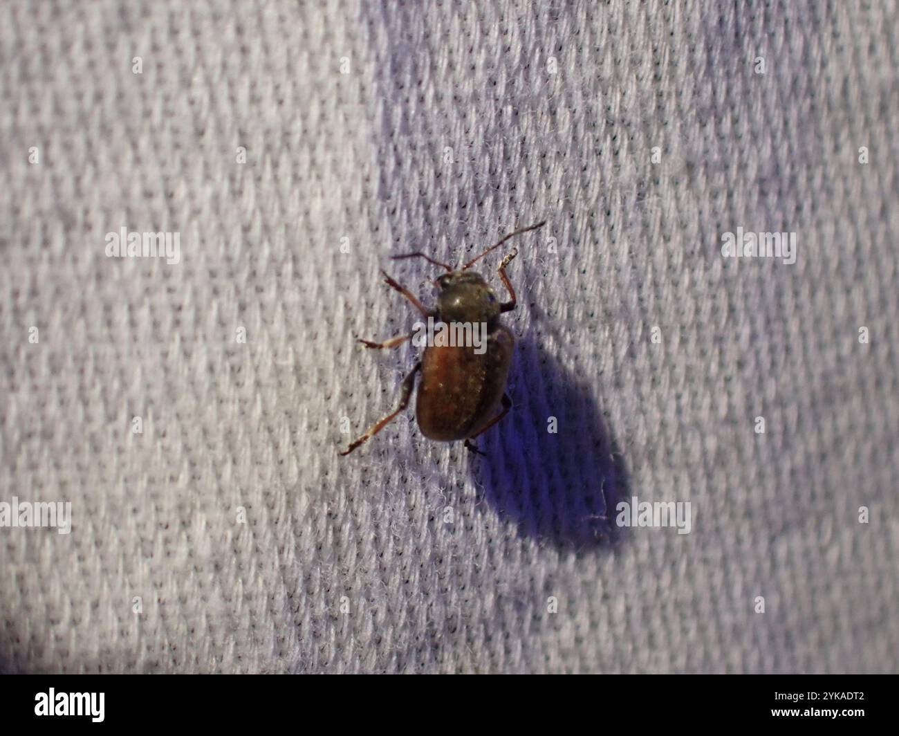 Western Grape Rootworm (Bromius obscurus Stock Photo - Alamy