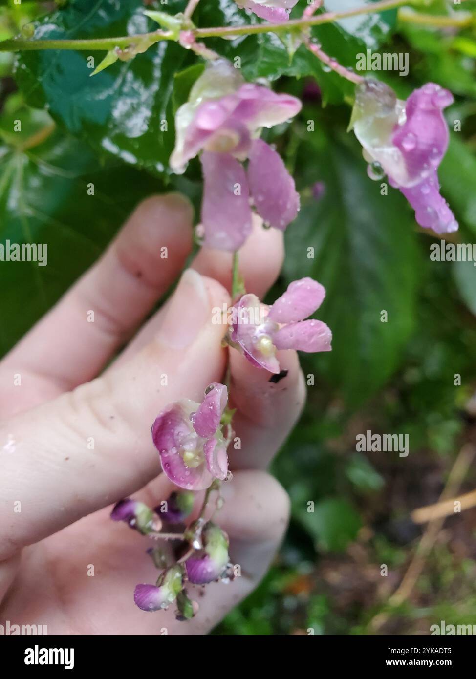 Phaseoleae hi-res stock photography and images - Alamy