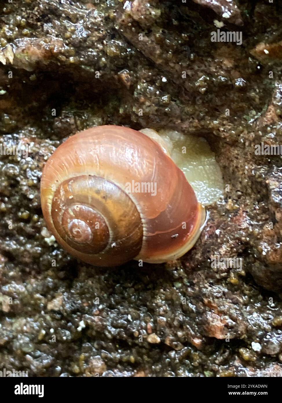 White-lipped Snail (Cepaea hortensis Stock Photo - Alamy