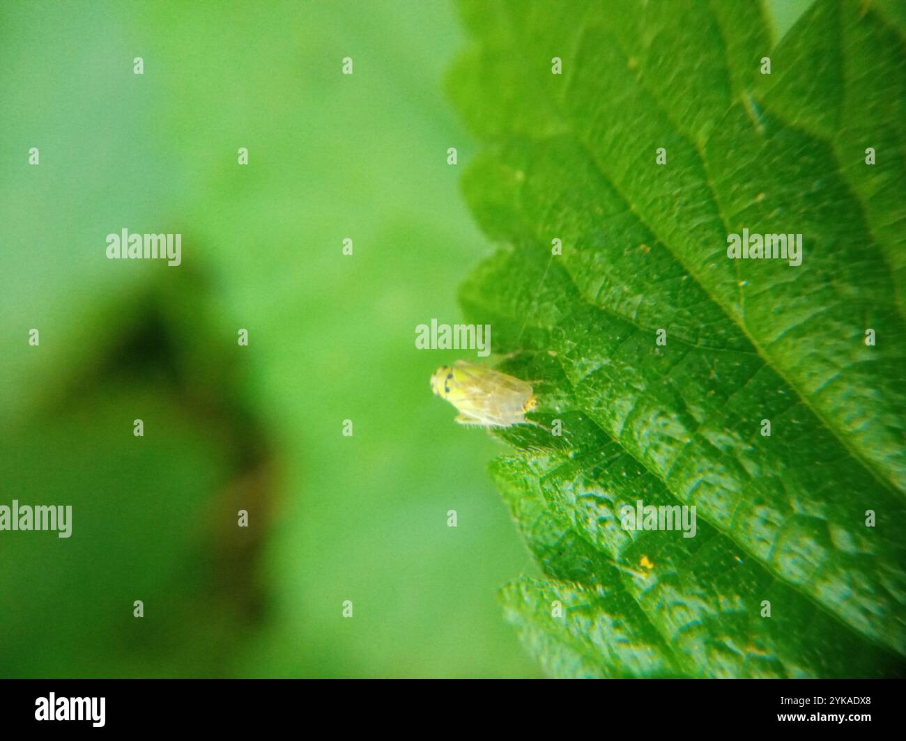 Typical Leafhoppers (Cicadellidae Stock Photo - Alamy
