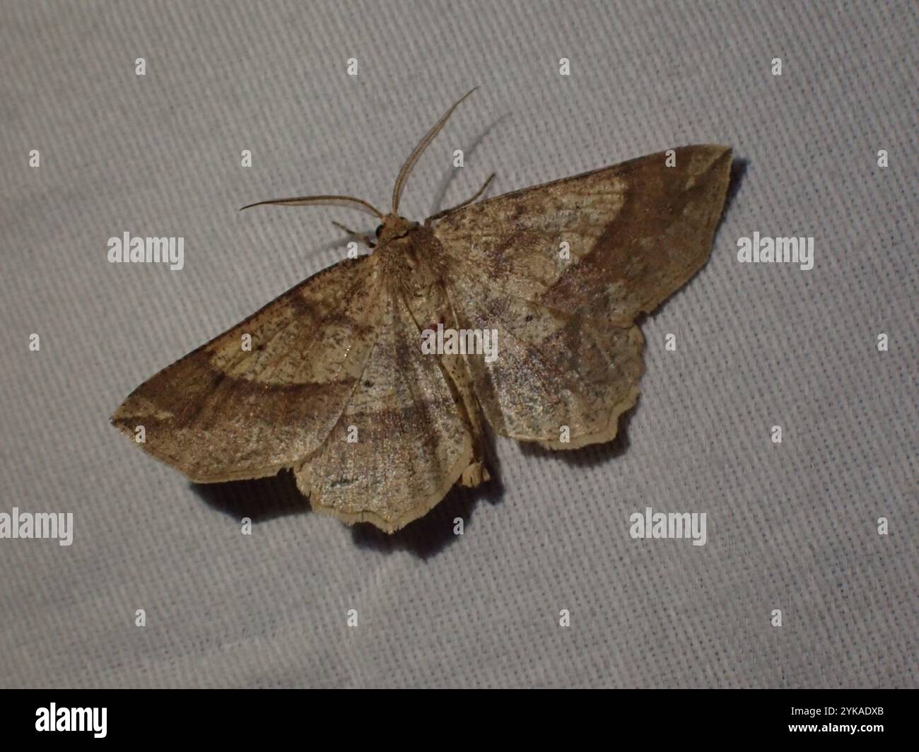 Ochre Euchlaena Moth (Euchlaena marginaria Stock Photo - Alamy