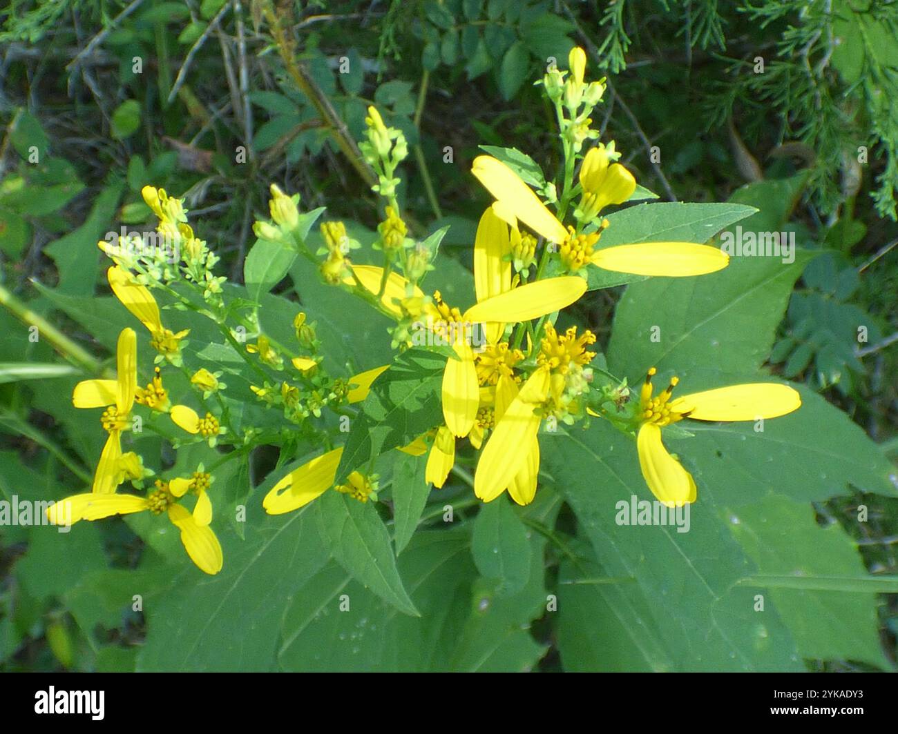 Yellow Crownbeard (Verbesina occidentalis Stock Photo - Alamy