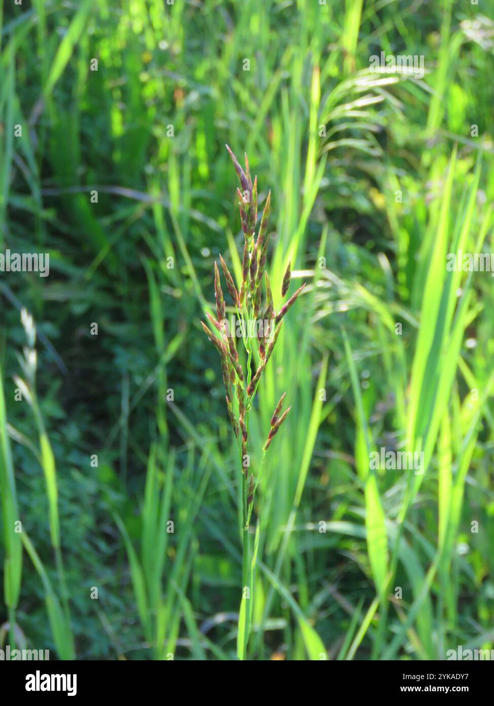 Smooth Brome (Bromus inermis Stock Photo - Alamy