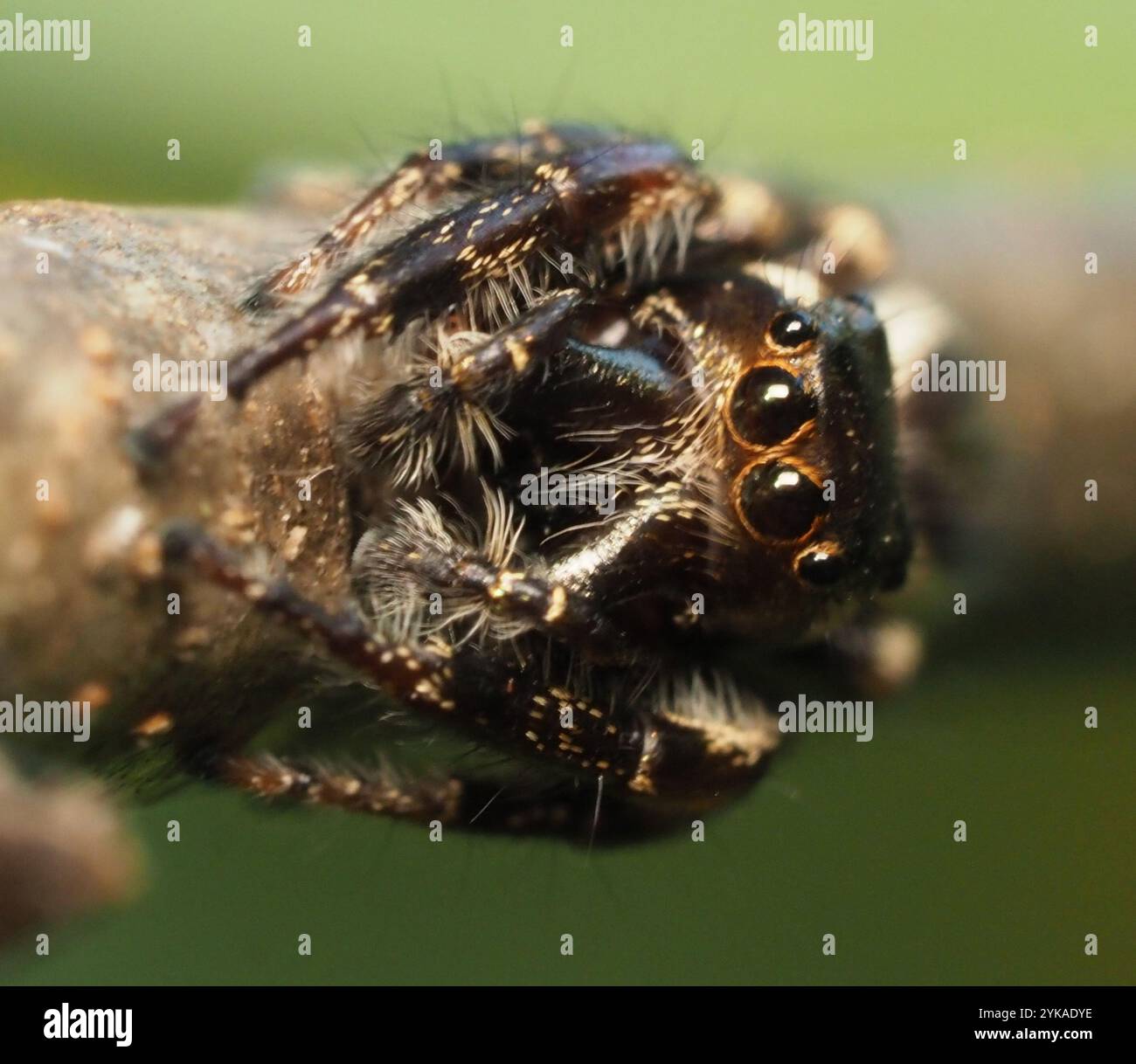 Bronze Jumping Spider (Eris militaris Stock Photo - Alamy