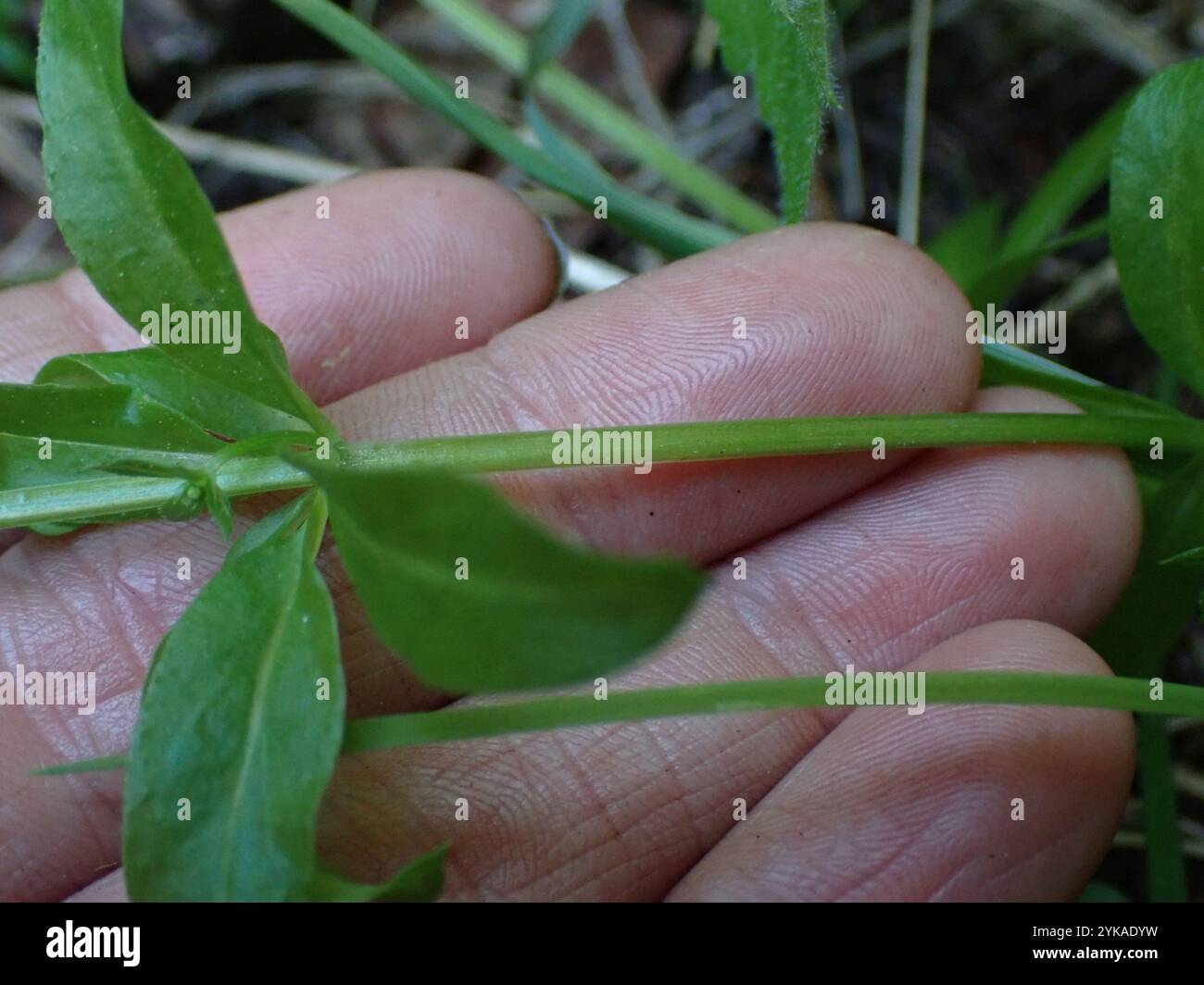 fragrant bedstraw (Galium triflorum Stock Photo - Alamy