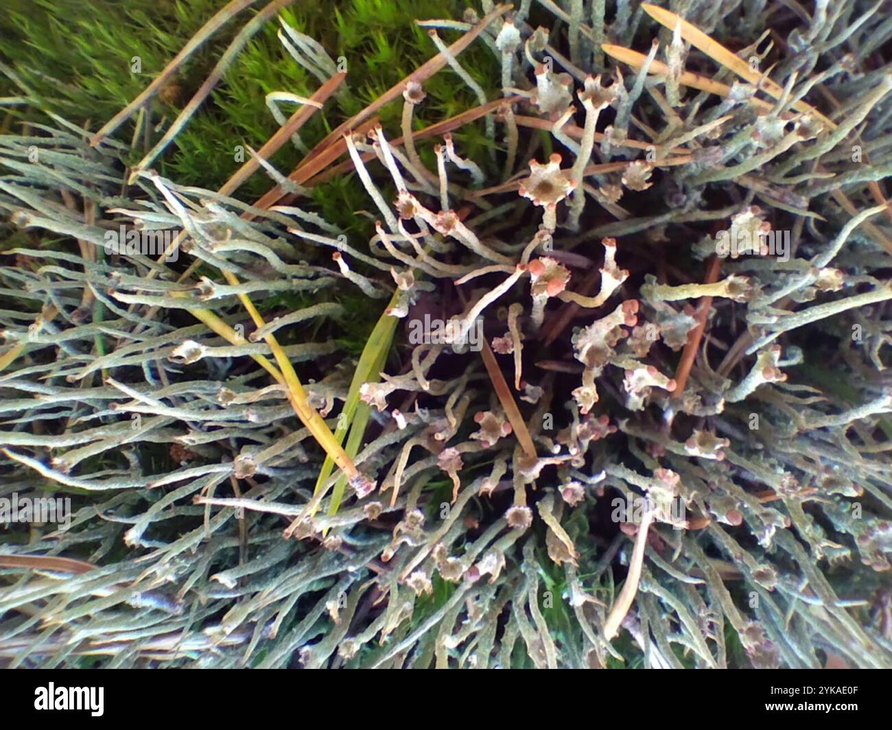 Smooth Pixie Lichen (Cladonia gracilis gracilis Stock Photo - Alamy
