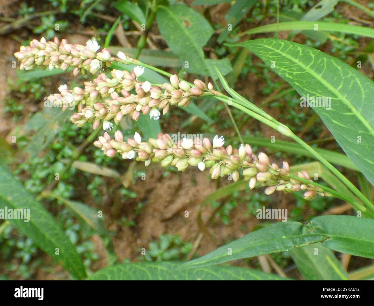swamp smartweed (Persicaria hydropiperoides Stock Photo - Alamy