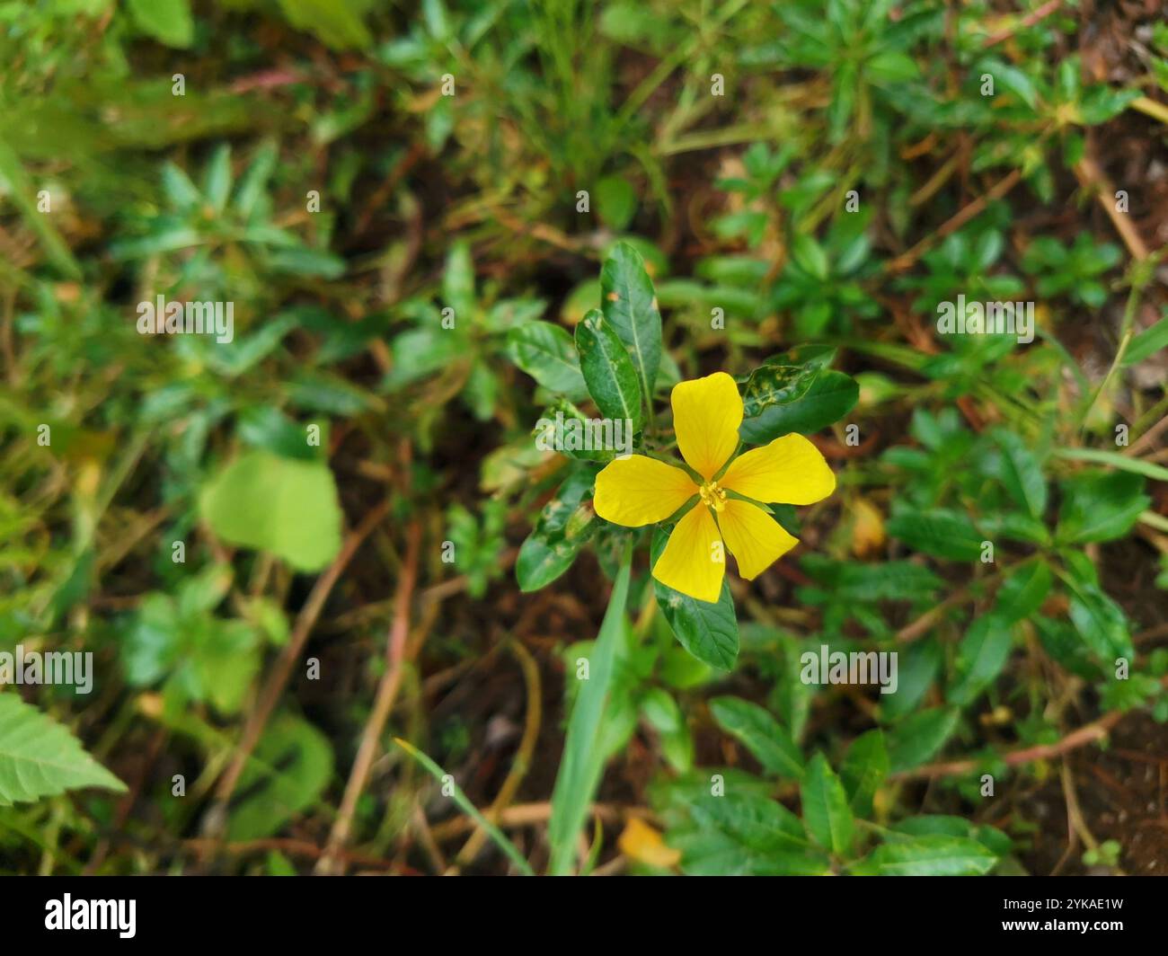floating primrose-willow (Ludwigia peploides Stock Photo - Alamy