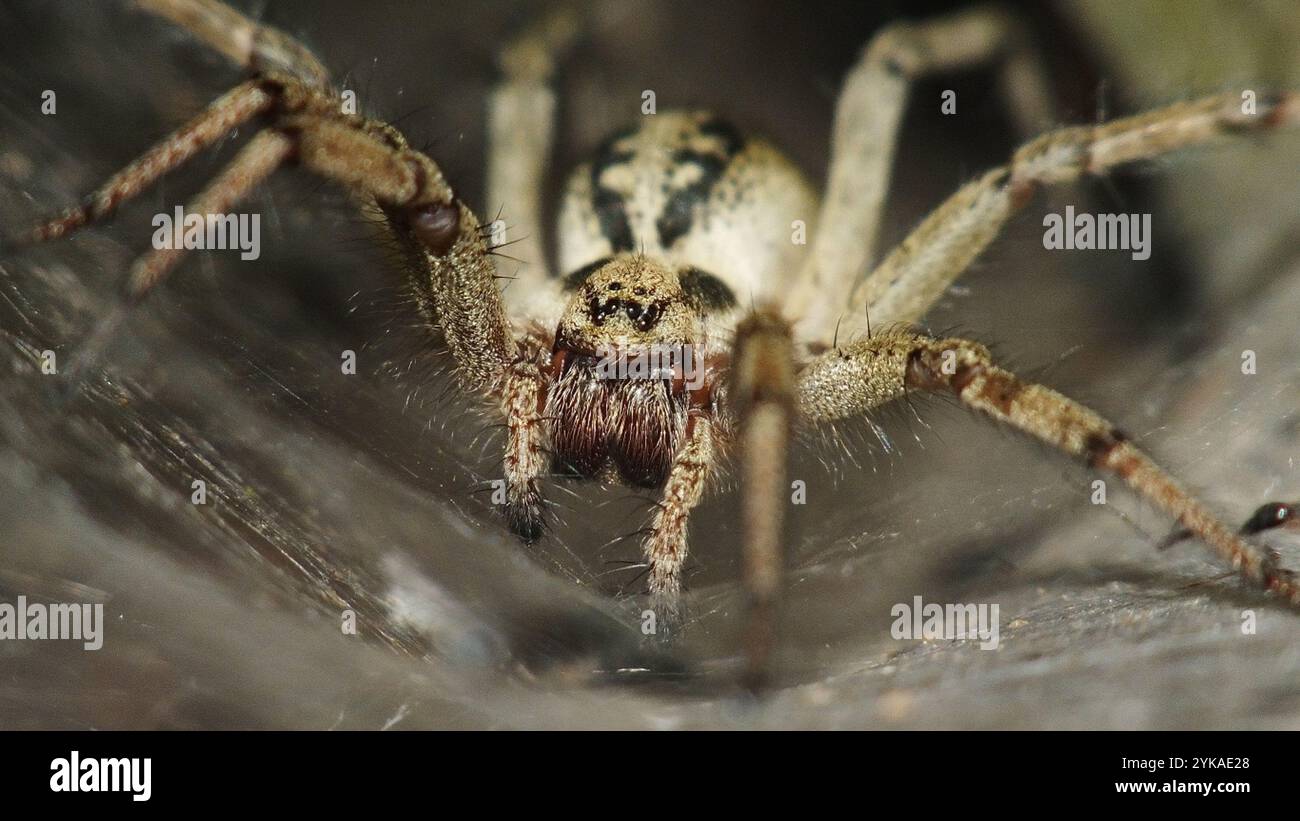 Labyrinth spider (Agelena labyrinthica Stock Photo - Alamy