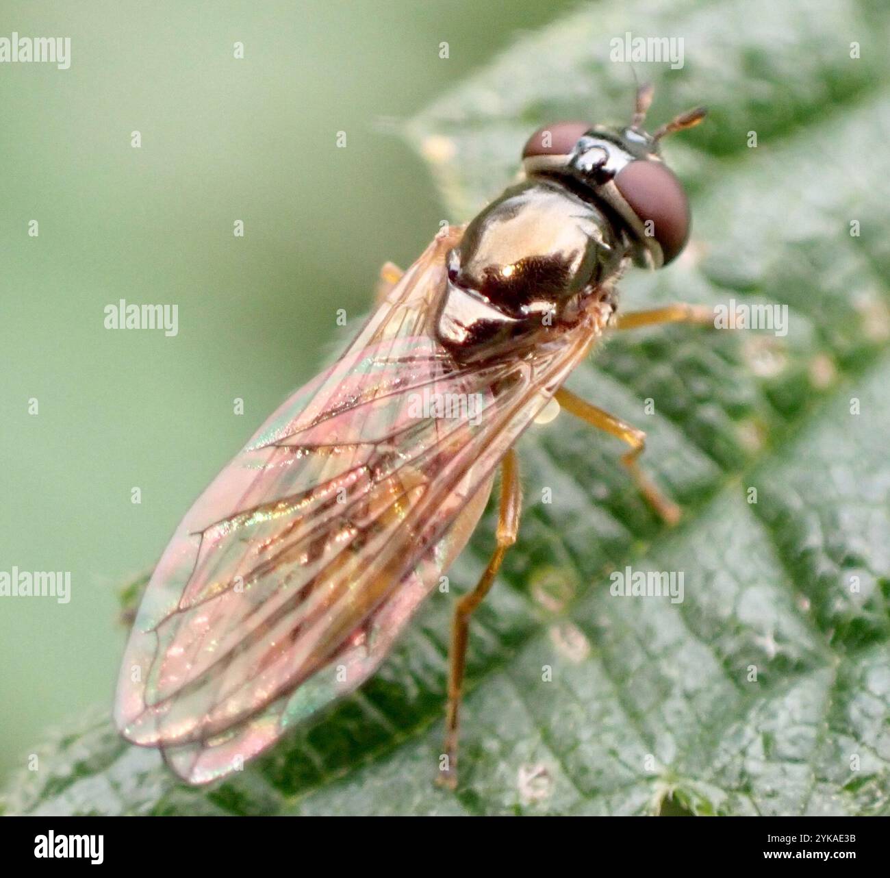 Variable Duskyface Fly (Melanostoma mellinum Stock Photo - Alamy