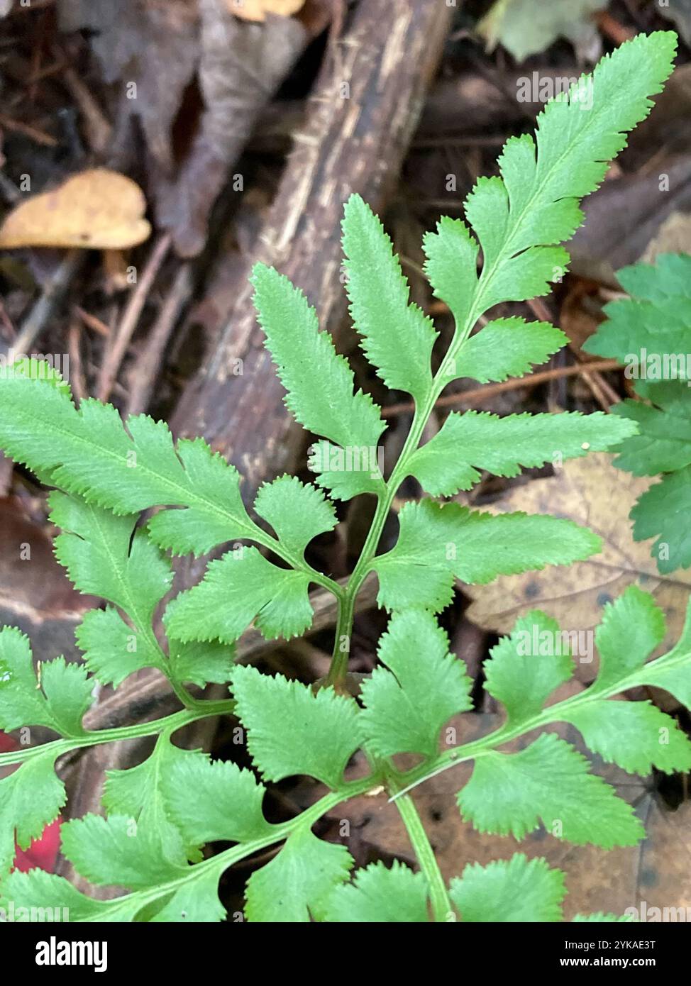 Cutleaf Grapefern (Sceptridium dissectum Stock Photo - Alamy