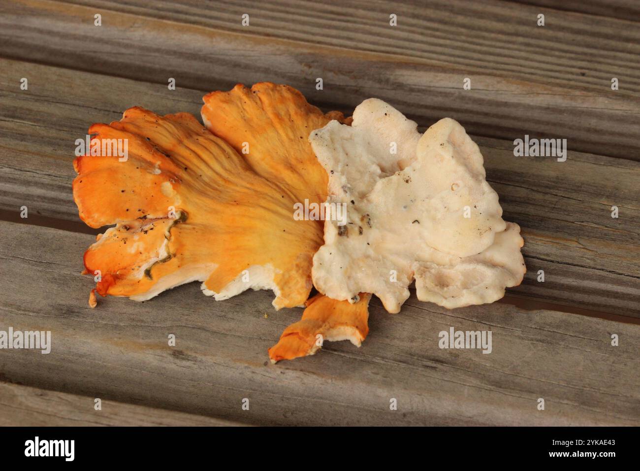 White-pored Chicken of the Woods (Laetiporus cincinnatus Stock Photo ...