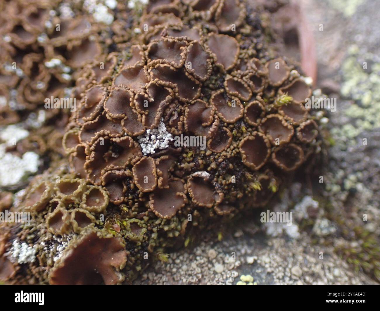 Green moss shingle lichen hi-res stock photography and images - Alamy