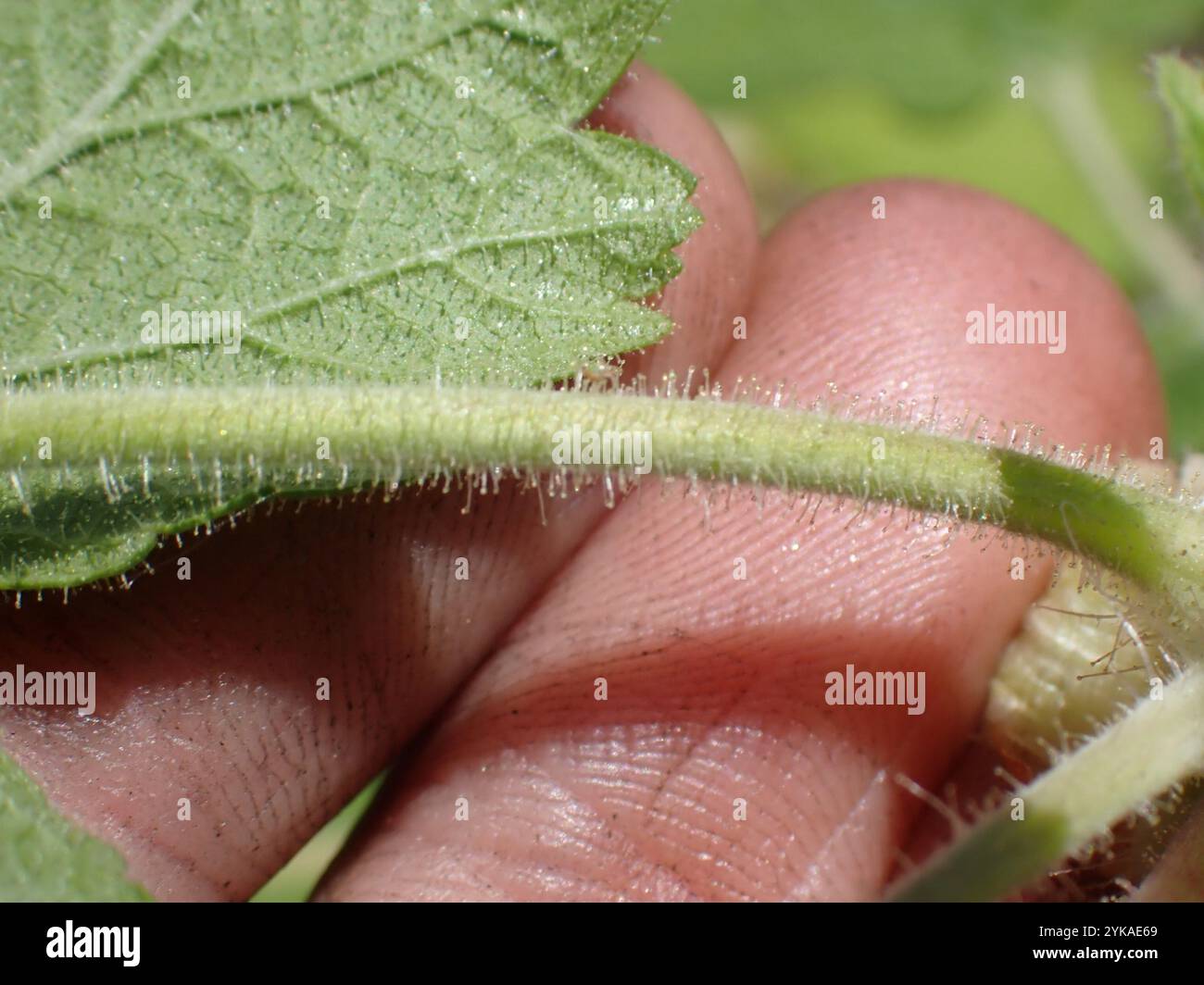 sticky currant (Ribes viscosissimum Stock Photo - Alamy