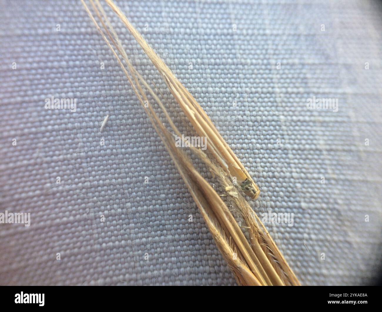 northern wild rice (Zizania palustris Stock Photo - Alamy