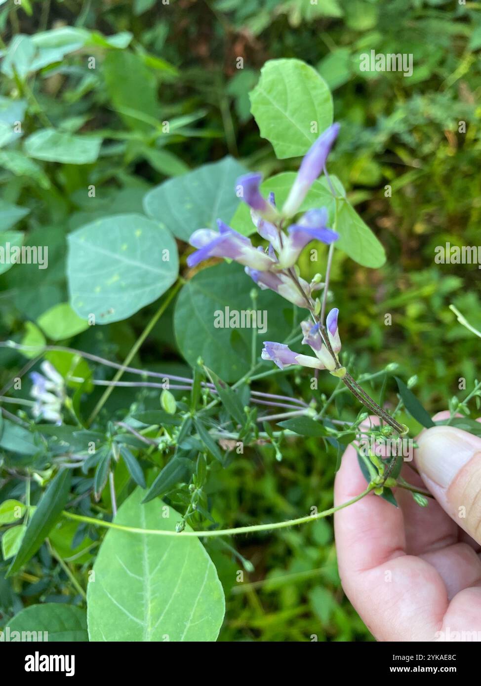 American hog-peanut (Amphicarpaea bracteata Stock Photo - Alamy