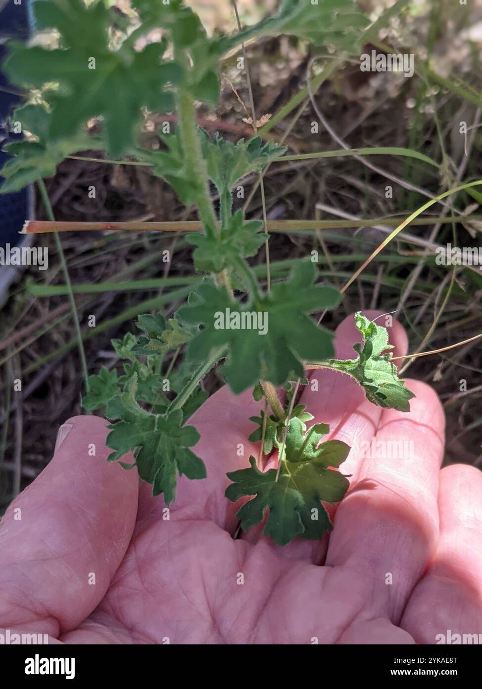 Purple Burr-daisy (Calotis cuneifolia Stock Photo - Alamy