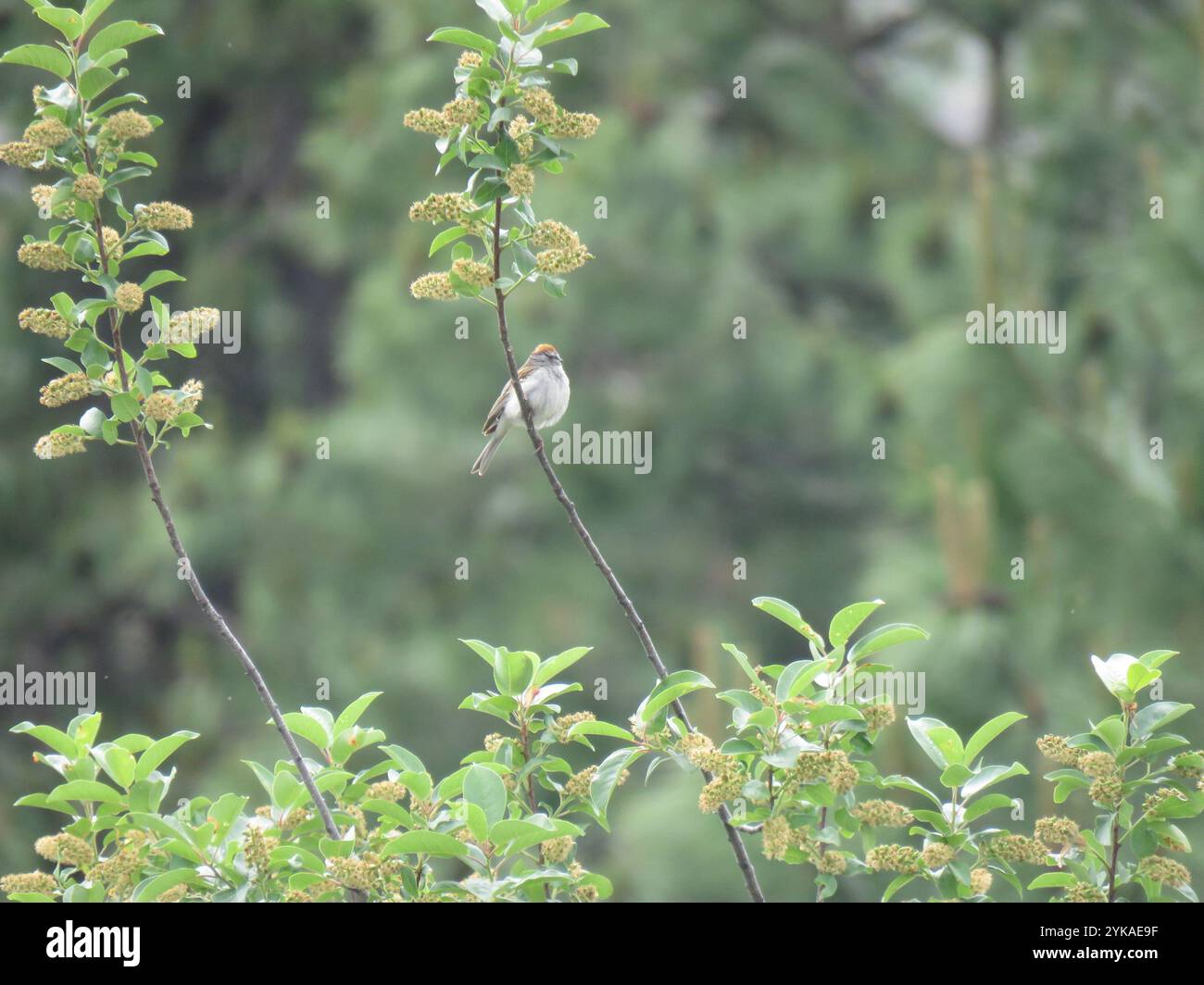 Chipping Sparrow (Spizella passerina Stock Photo - Alamy