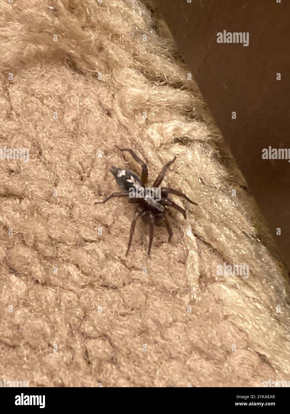 Eastern Parson Spider (Herpyllus ecclesiasticus Stock Photo - Alamy