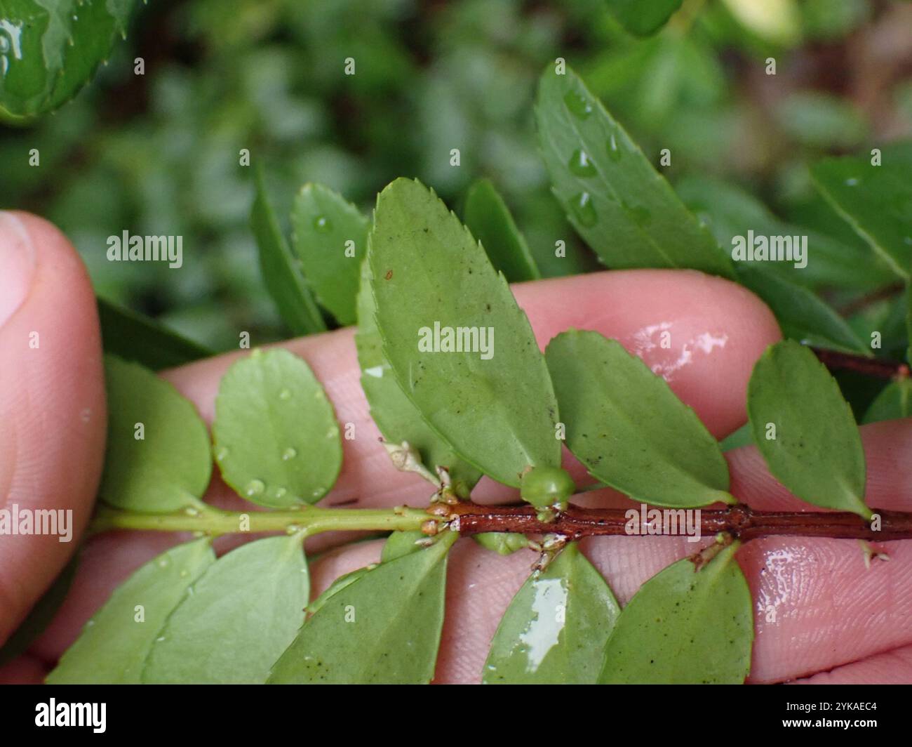 Oregon Boxwood (Paxistima myrsinites Stock Photo - Alamy