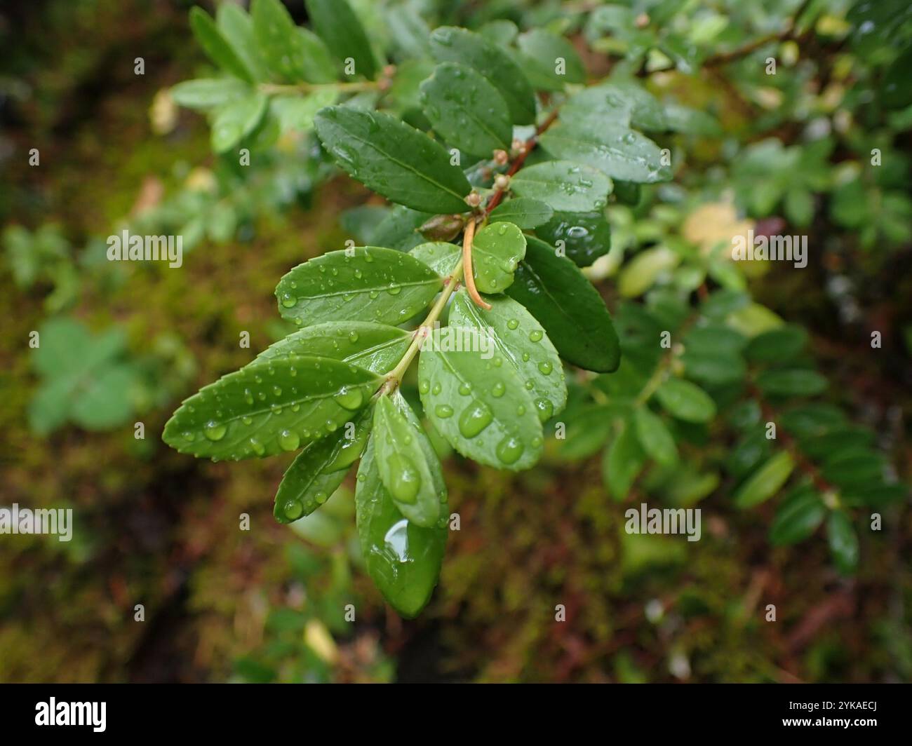 Oregon Boxwood (Paxistima myrsinites Stock Photo - Alamy