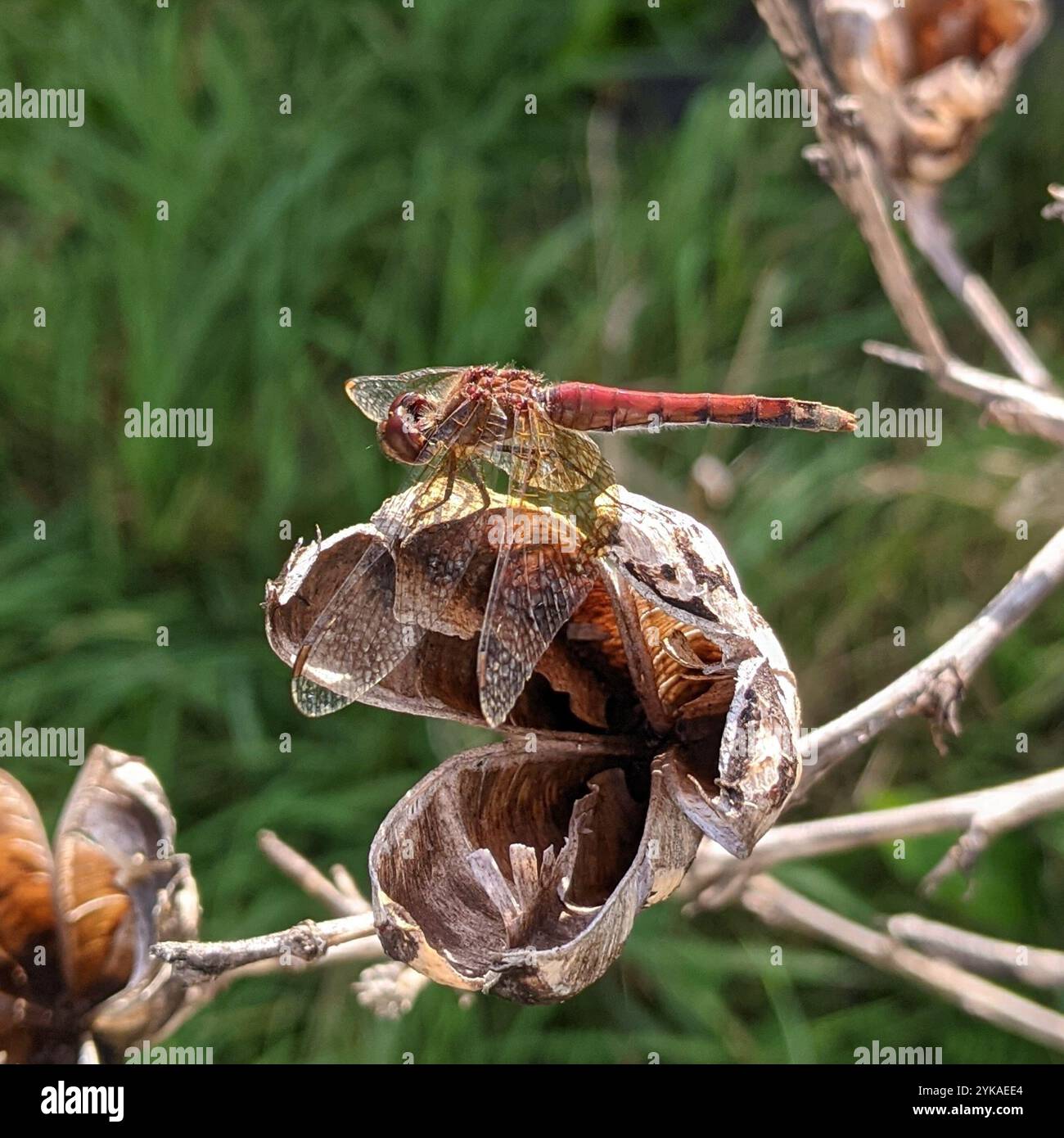 Band-winged Meadowhawk (Sympetrum semicinctum Stock Photo - Alamy