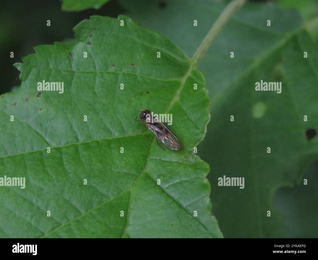 Variable Duskyface Fly (Melanostoma mellinum Stock Photo - Alamy