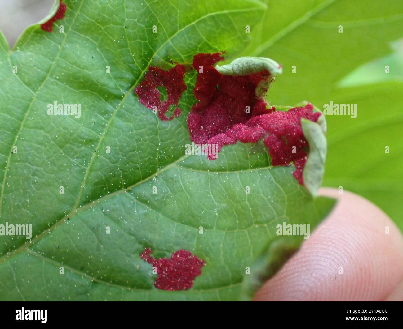 Rocky Mountain Maple Felt Mite (Aceria calaceris Stock Photo - Alamy