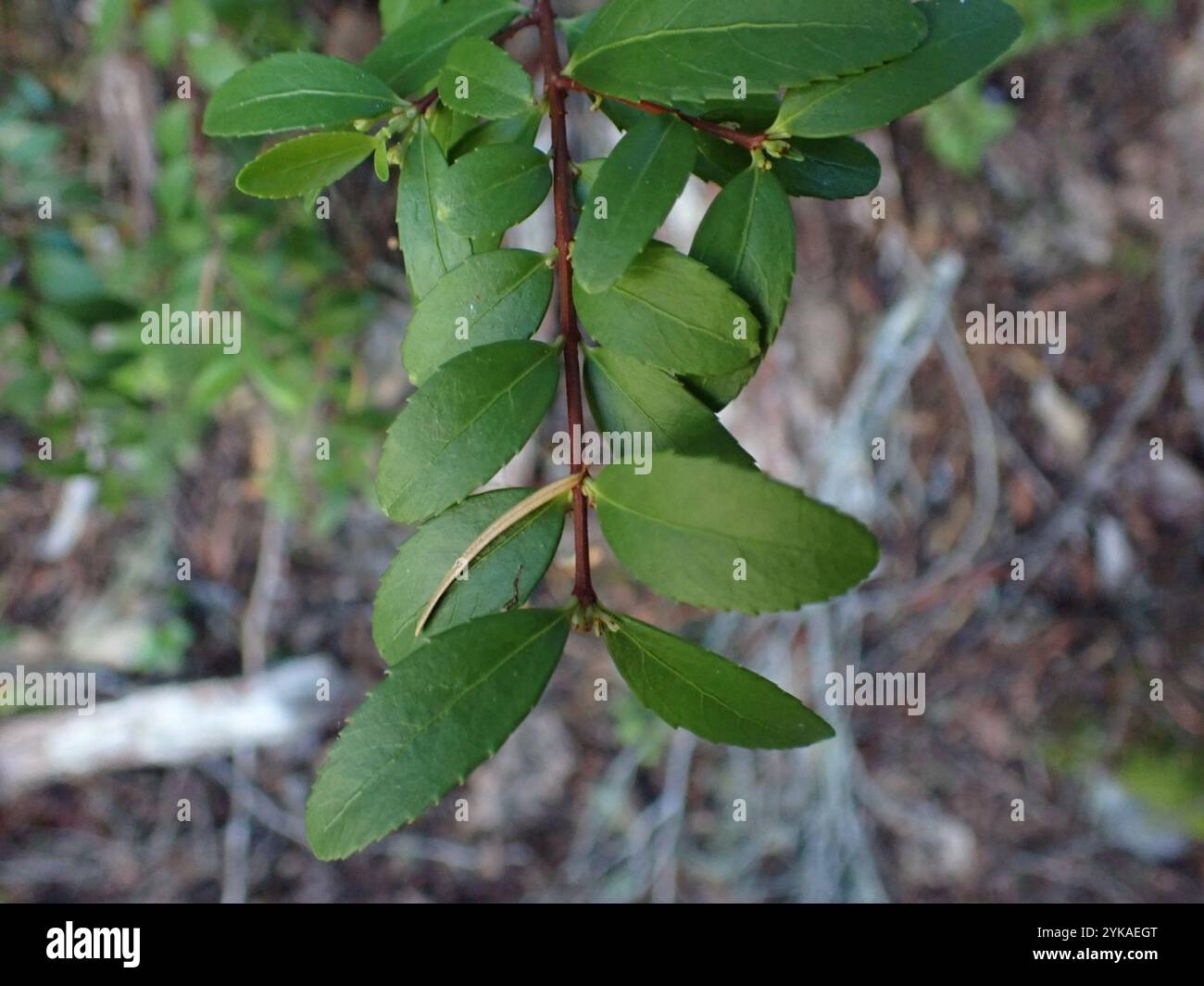 Oregon Boxwood (Paxistima myrsinites Stock Photo - Alamy