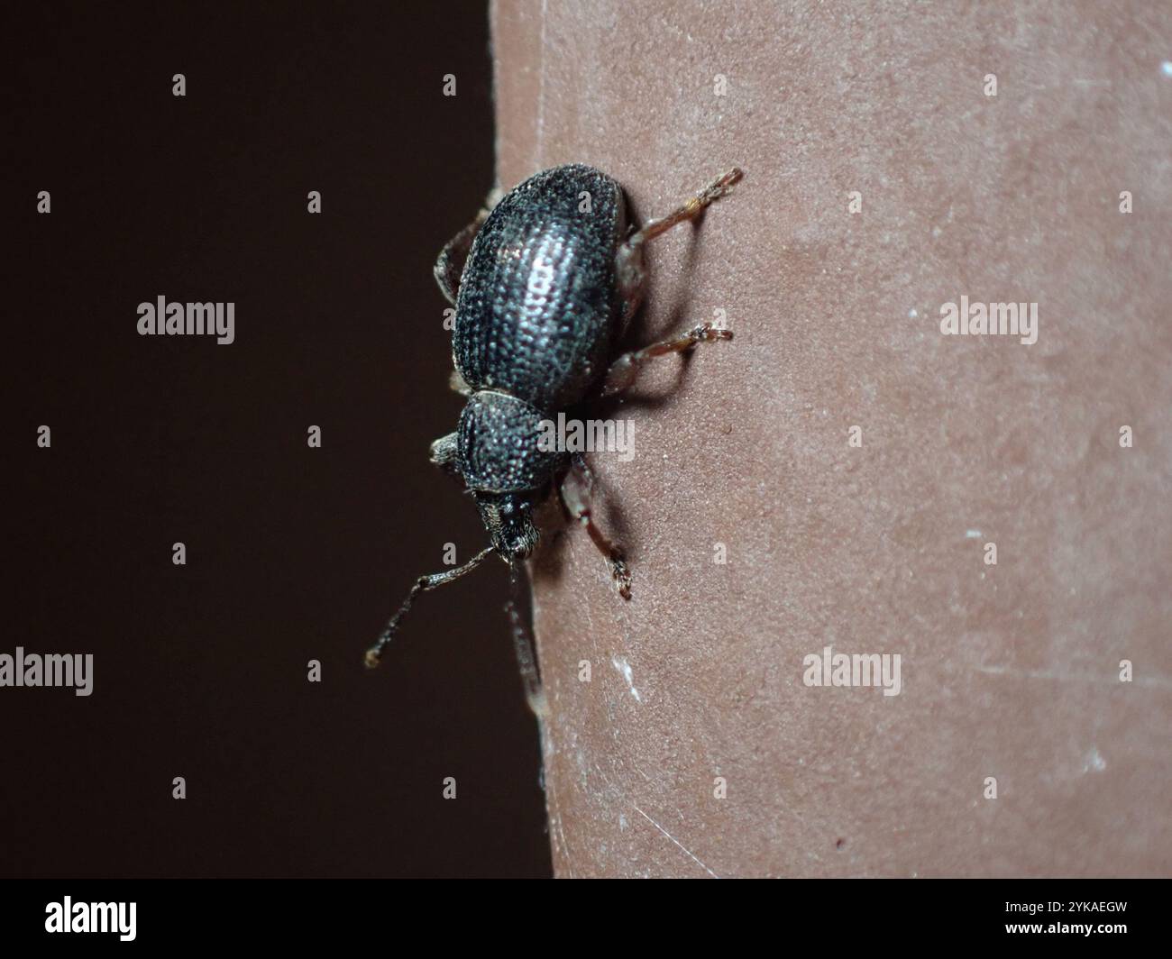Strawberry Root Weevil (Otiorhynchus ovatus Stock Photo - Alamy