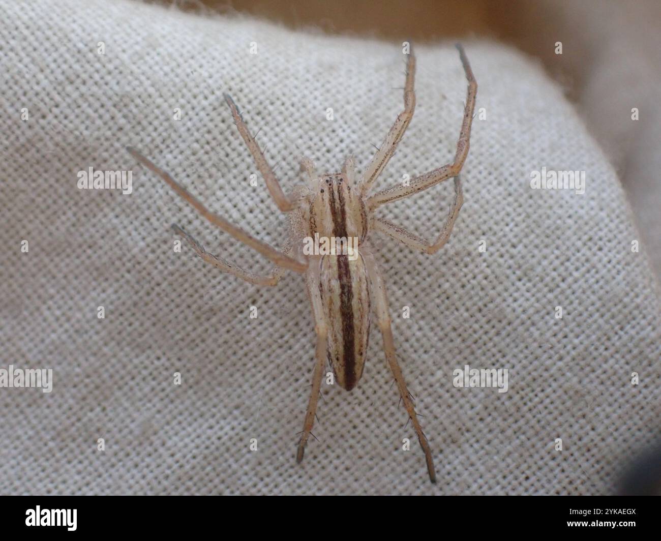 Slender Crab Spiders (Tibellus Stock Photo - Alamy