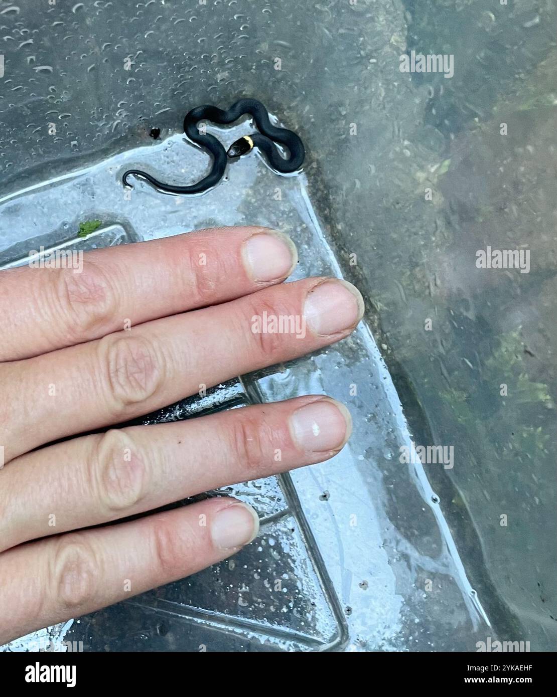 Northern ringneck snake hi-res stock photography and images - Alamy