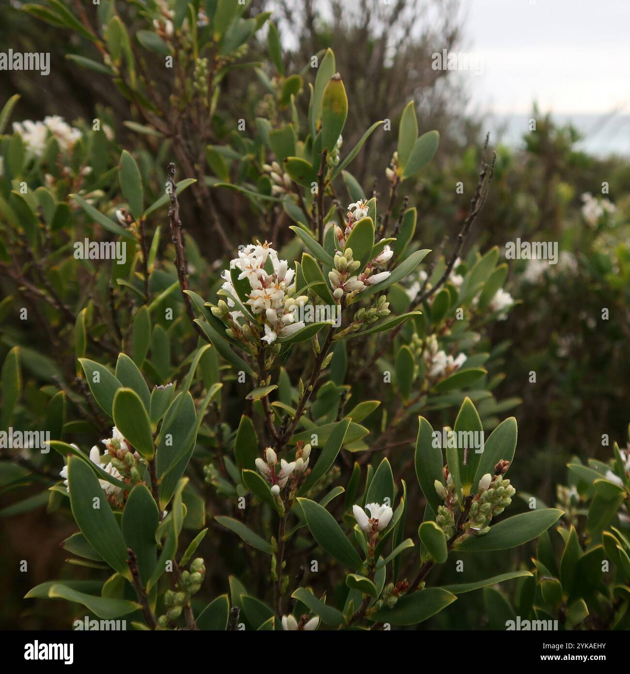 coastal beard-heath (Leucopogon parviflorus Stock Photo - Alamy